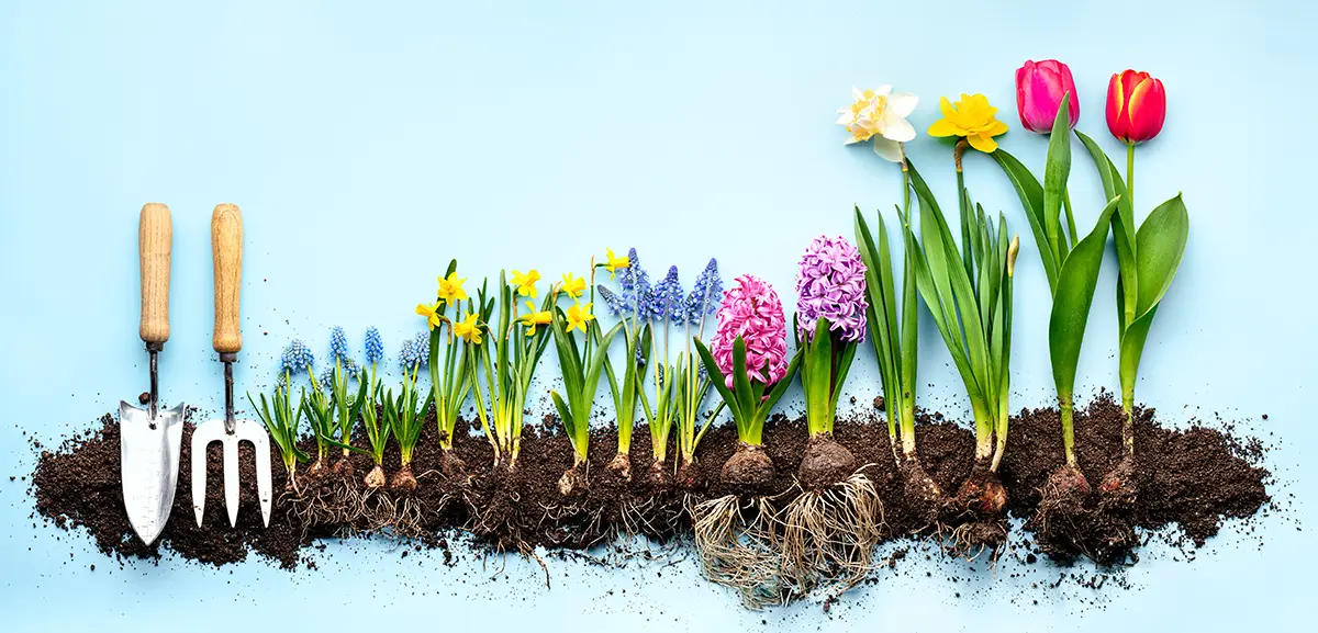 Spring Annual/Summer Flowering Bulbs - Evergreen of Johnson City, TN